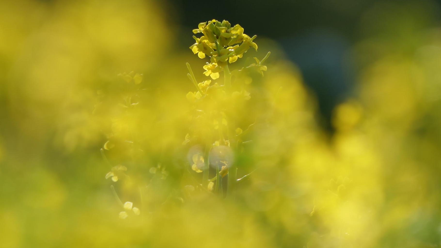 Bildergalerie - Geistiges Heilen Kiel - Birgit Hamer