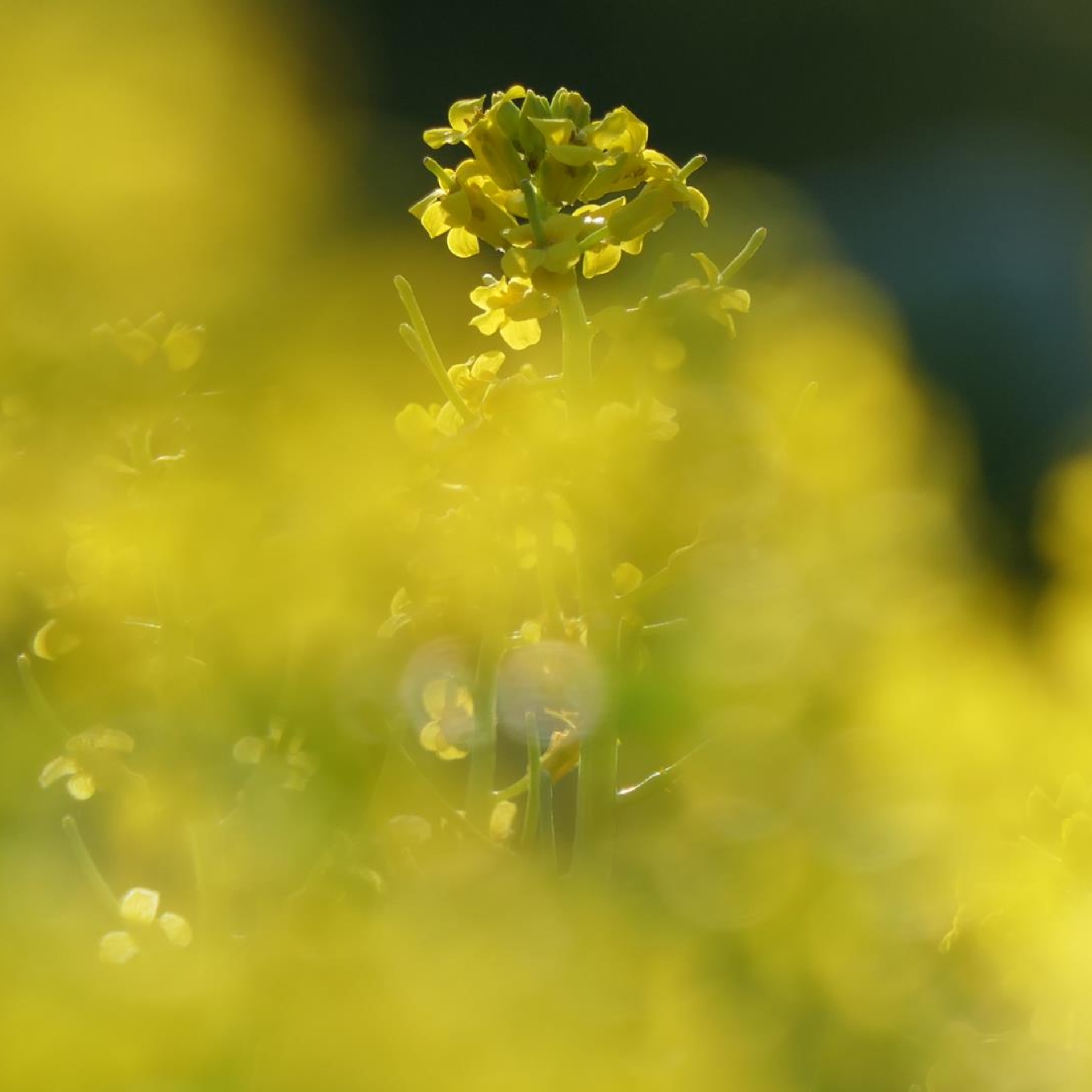 Bildergalerie - Geistiges Heilen Kiel - Birgit Hamer